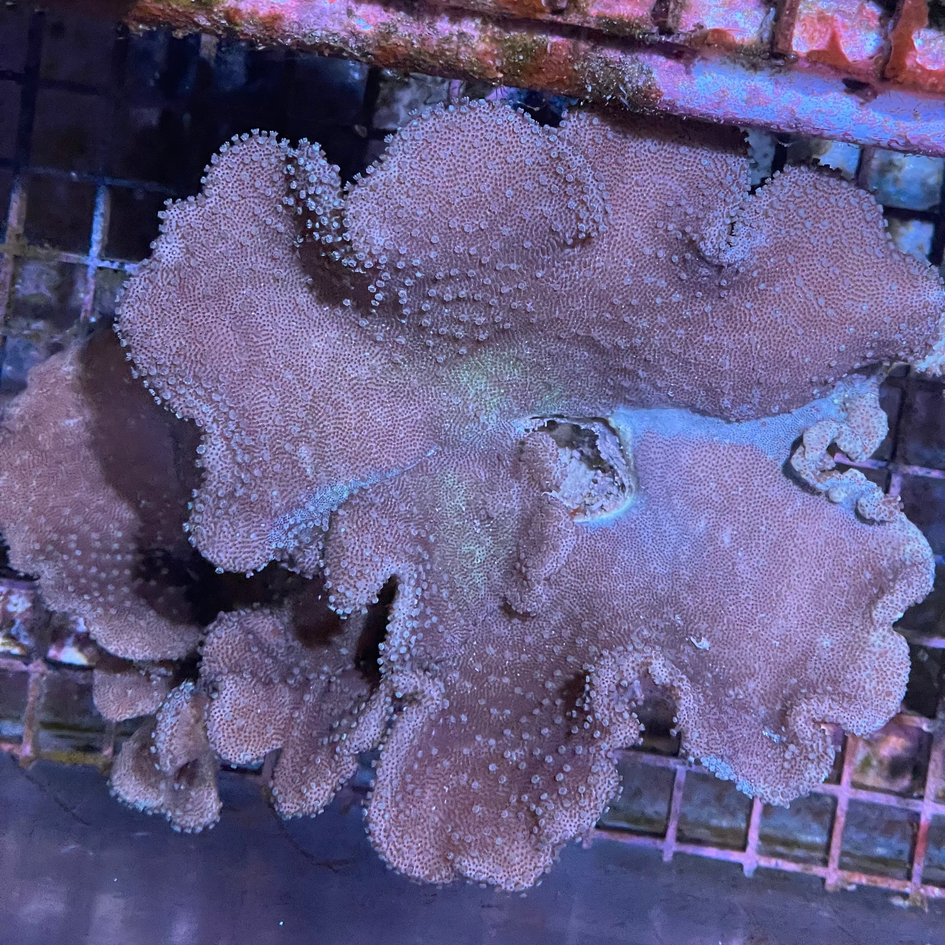 Toadstool Leather – Richmond Aquarium