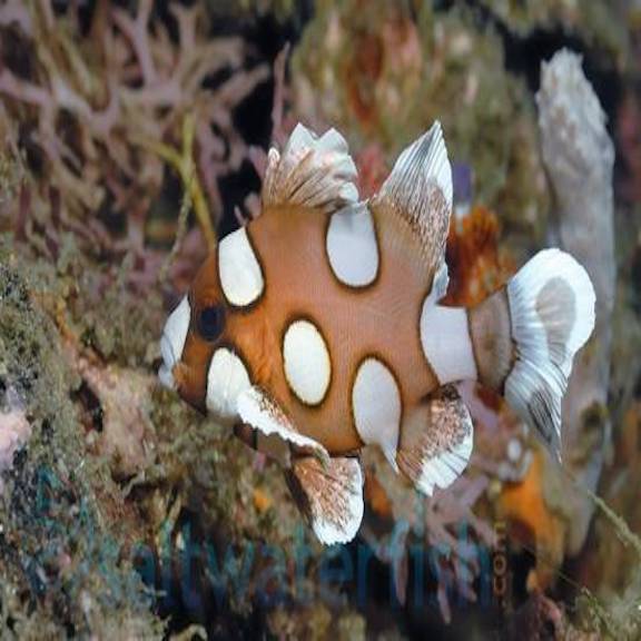 Sweetlips – Richmond Aquarium