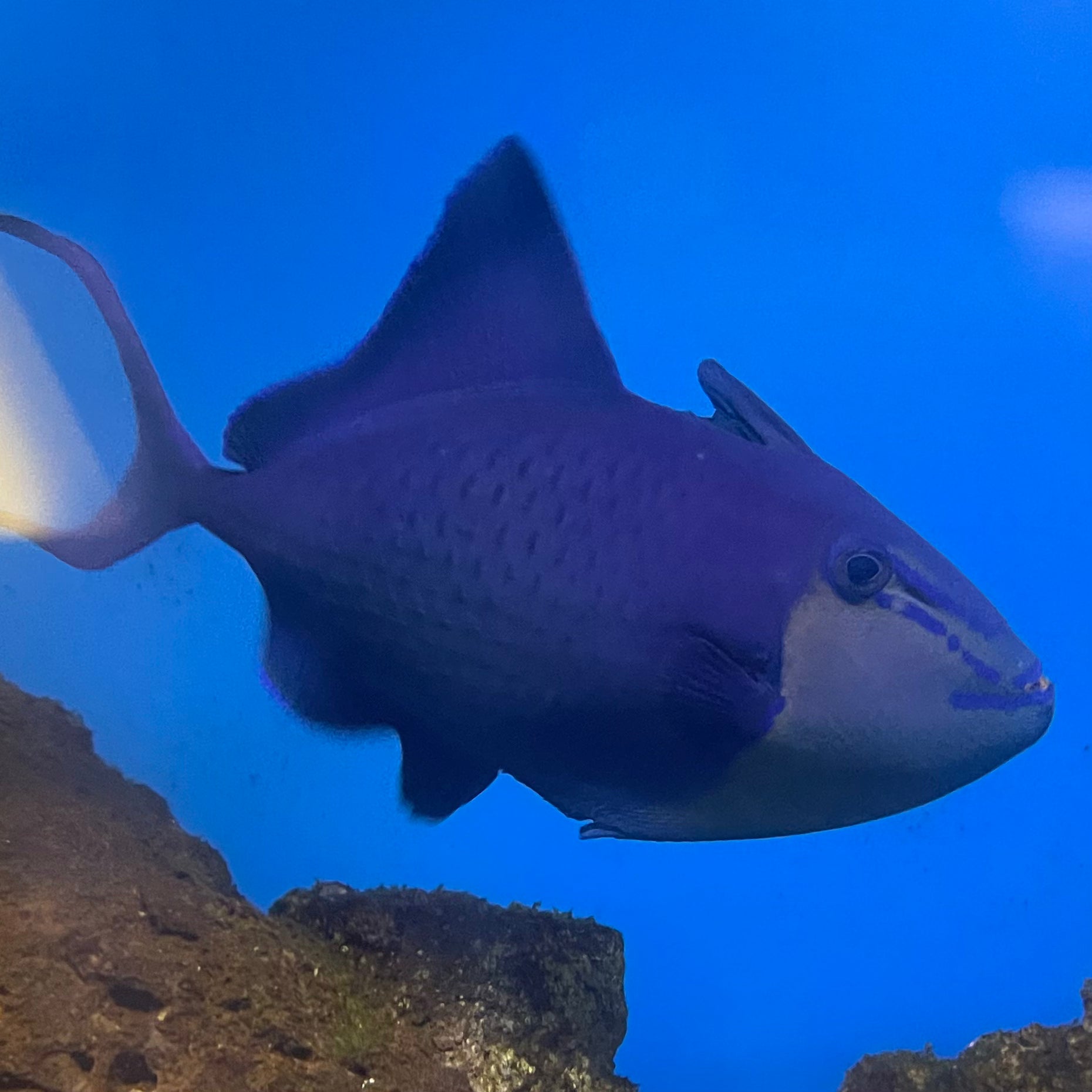 Triggerfish – Richmond Aquarium