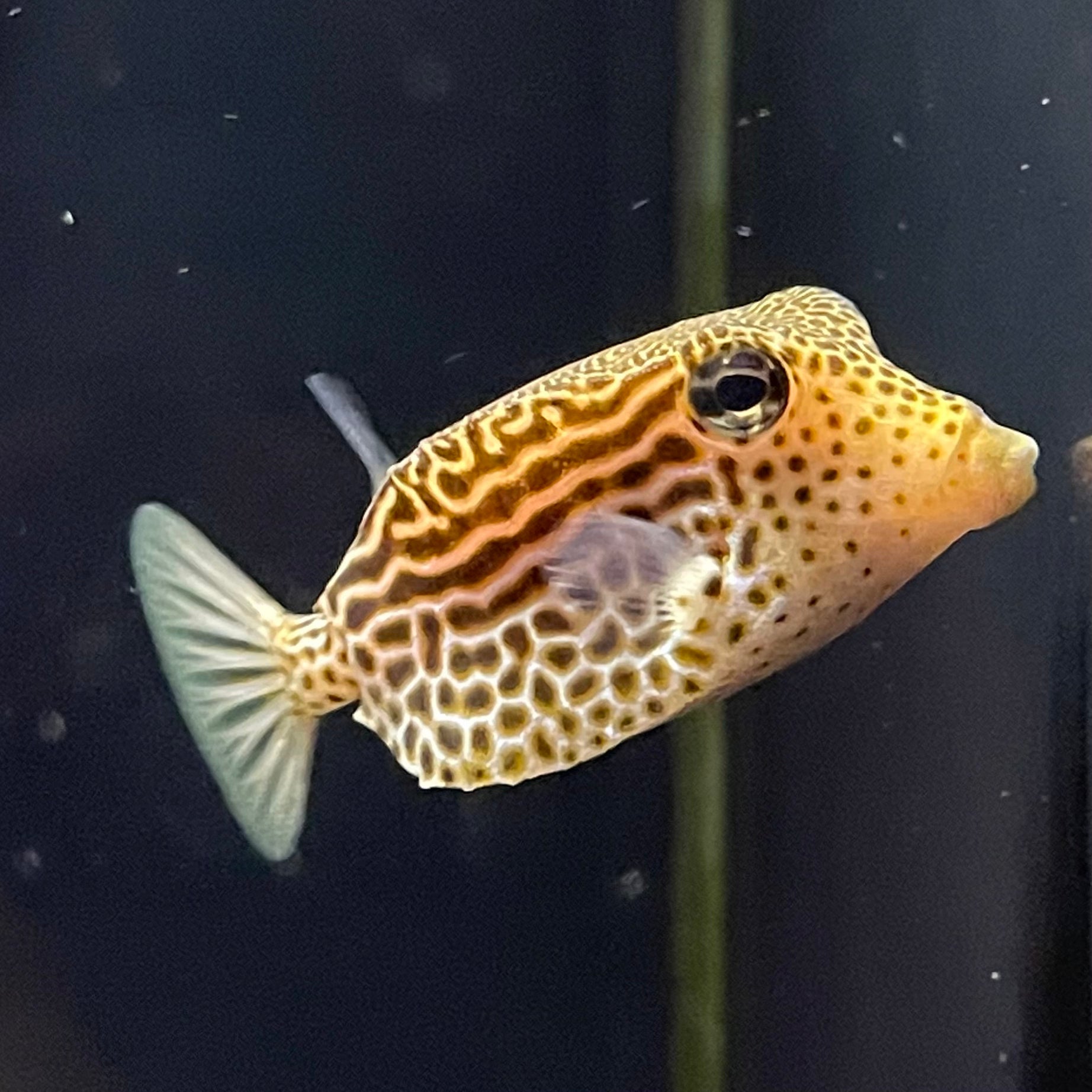 Boxfish – Richmond Aquarium