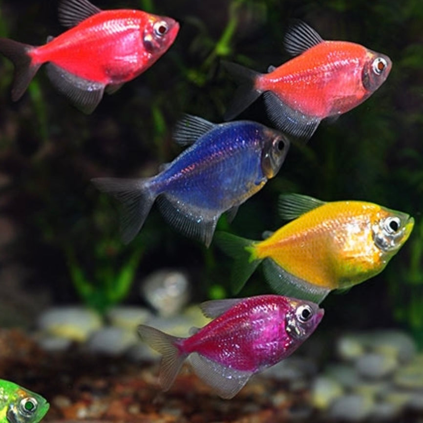 ALL FRESHWATER FISH – Richmond Aquarium