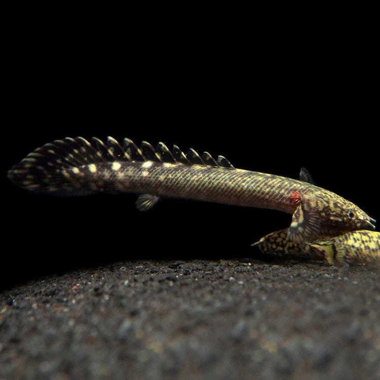 Bircher – Richmond Aquarium