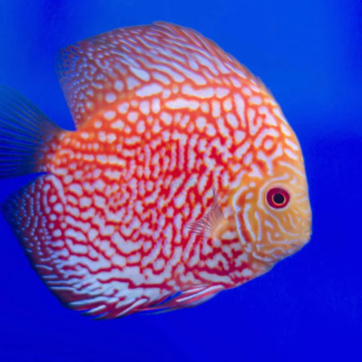Richmond Aquarium Freshwater Fish