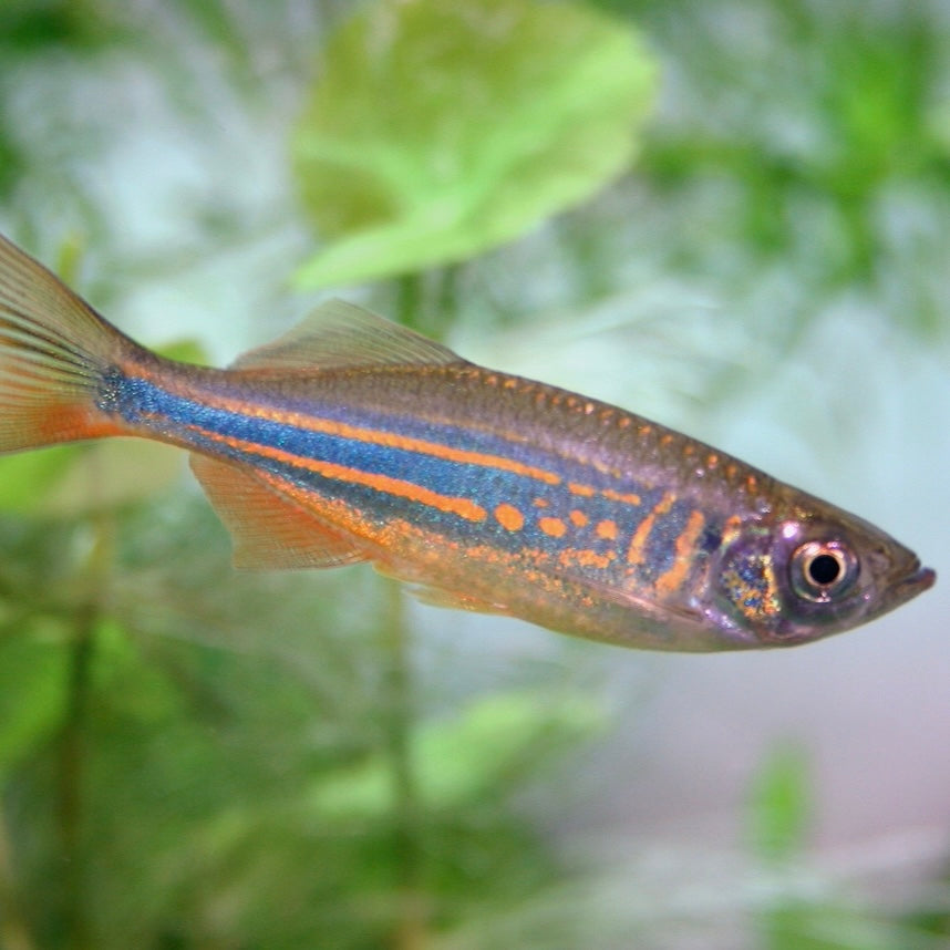 Richmond Aquarium Freshwater Fish