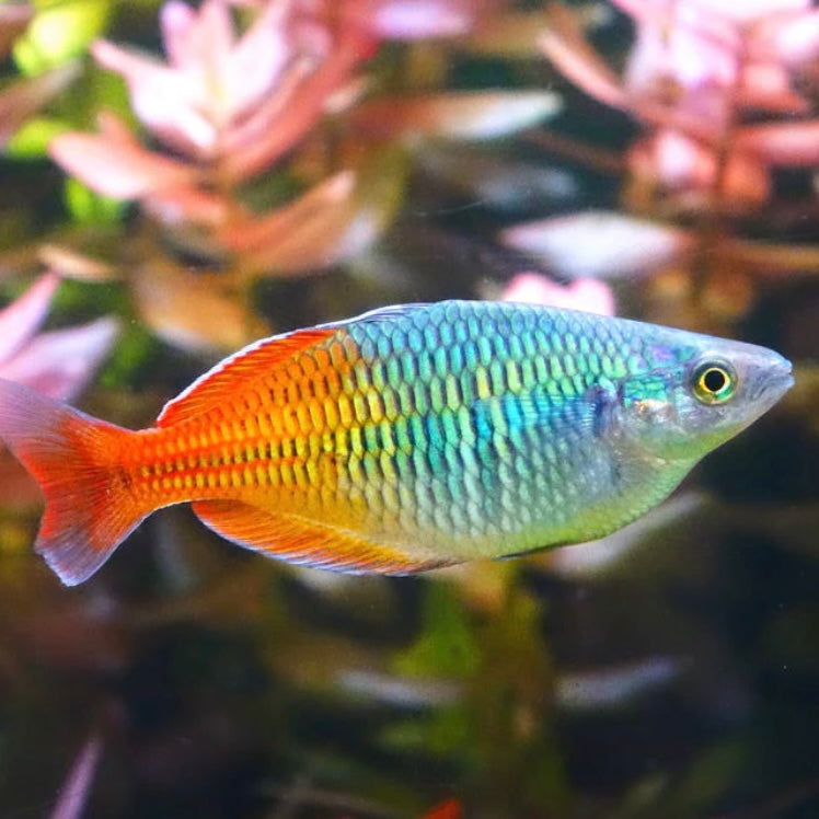 Rainbowfish – Richmond Aquarium