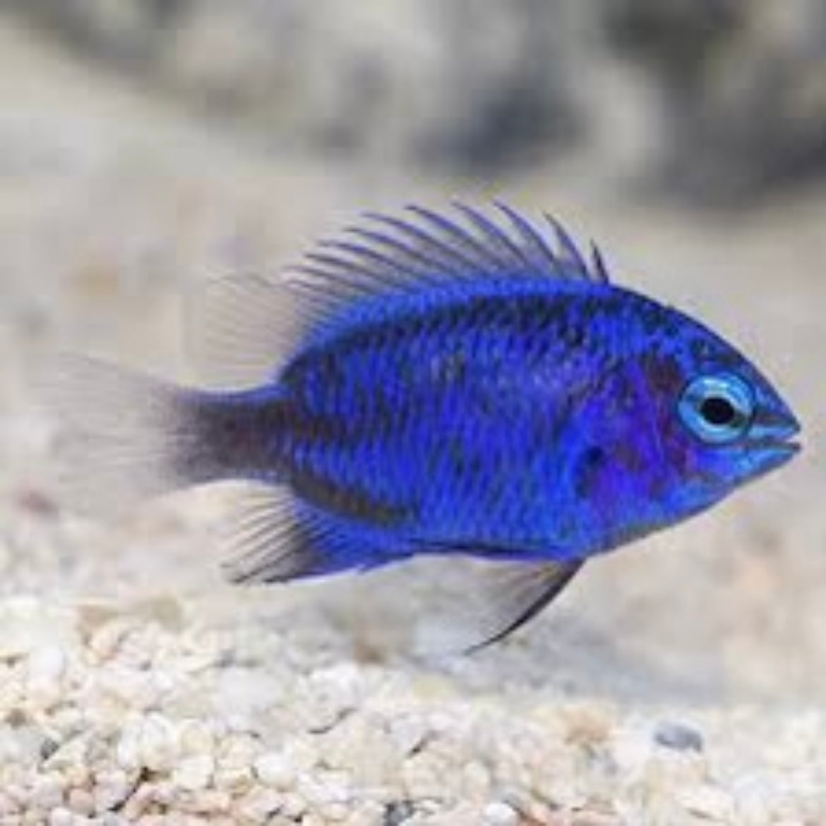 Damsel – Richmond Aquarium
