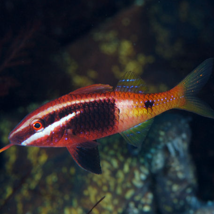 Richmond Aquarium Saltwater Fish