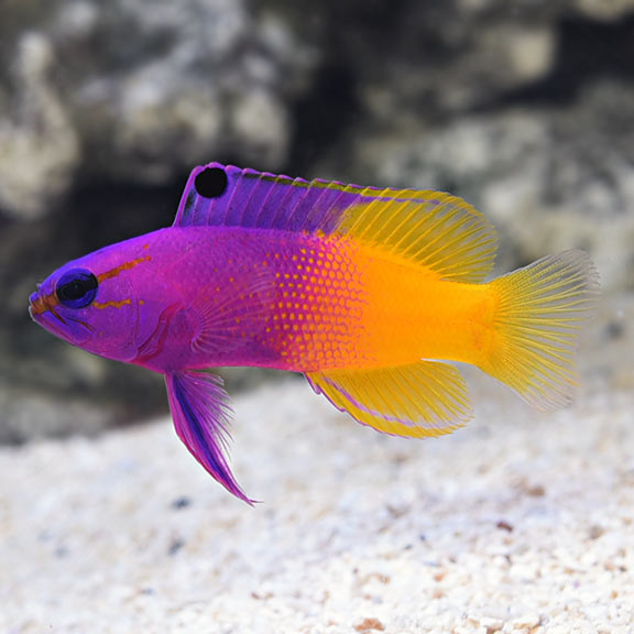 Basslet – Richmond Aquarium