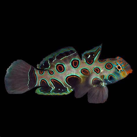 NEW SALTWATER FISH AND INVERTS – Richmond Aquarium