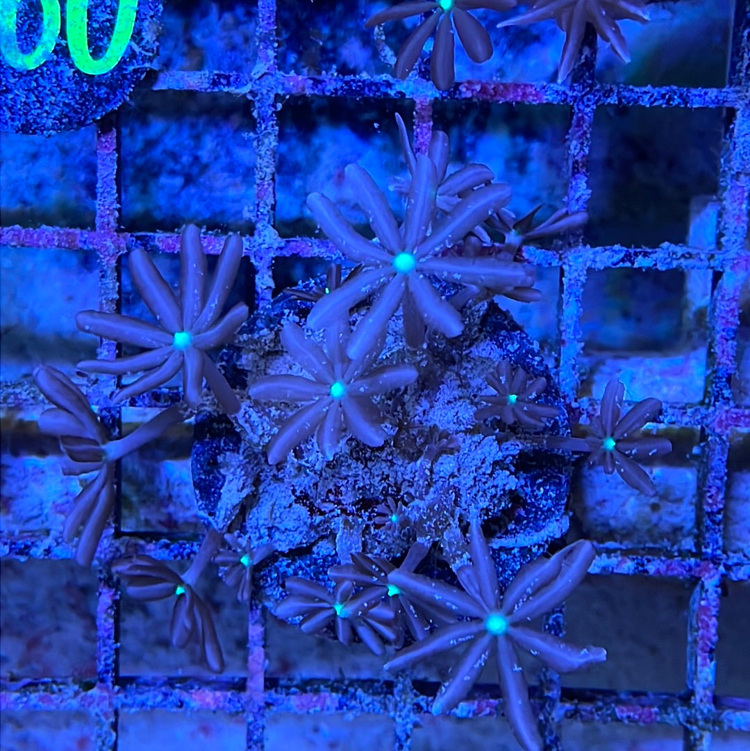 Clove Polyp Frag – Richmond Aquarium