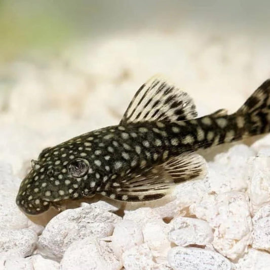 Pleco – Richmond Aquarium
