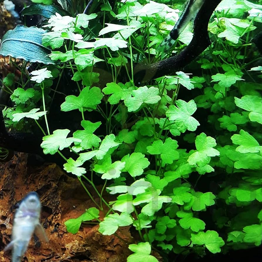 Hydrocotyle Japan Potted Plant – Richmond Aquarium