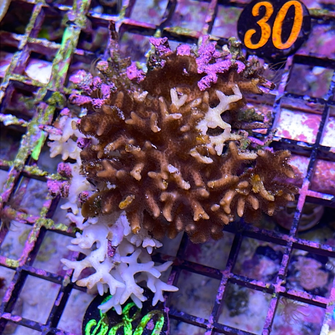 Pink Birdsnest – Richmond Aquarium