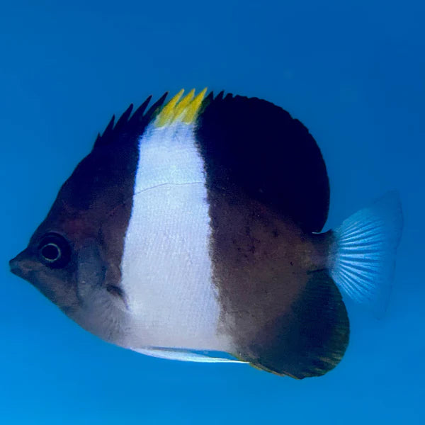 Zoster Butterfly Black – Richmond Aquarium