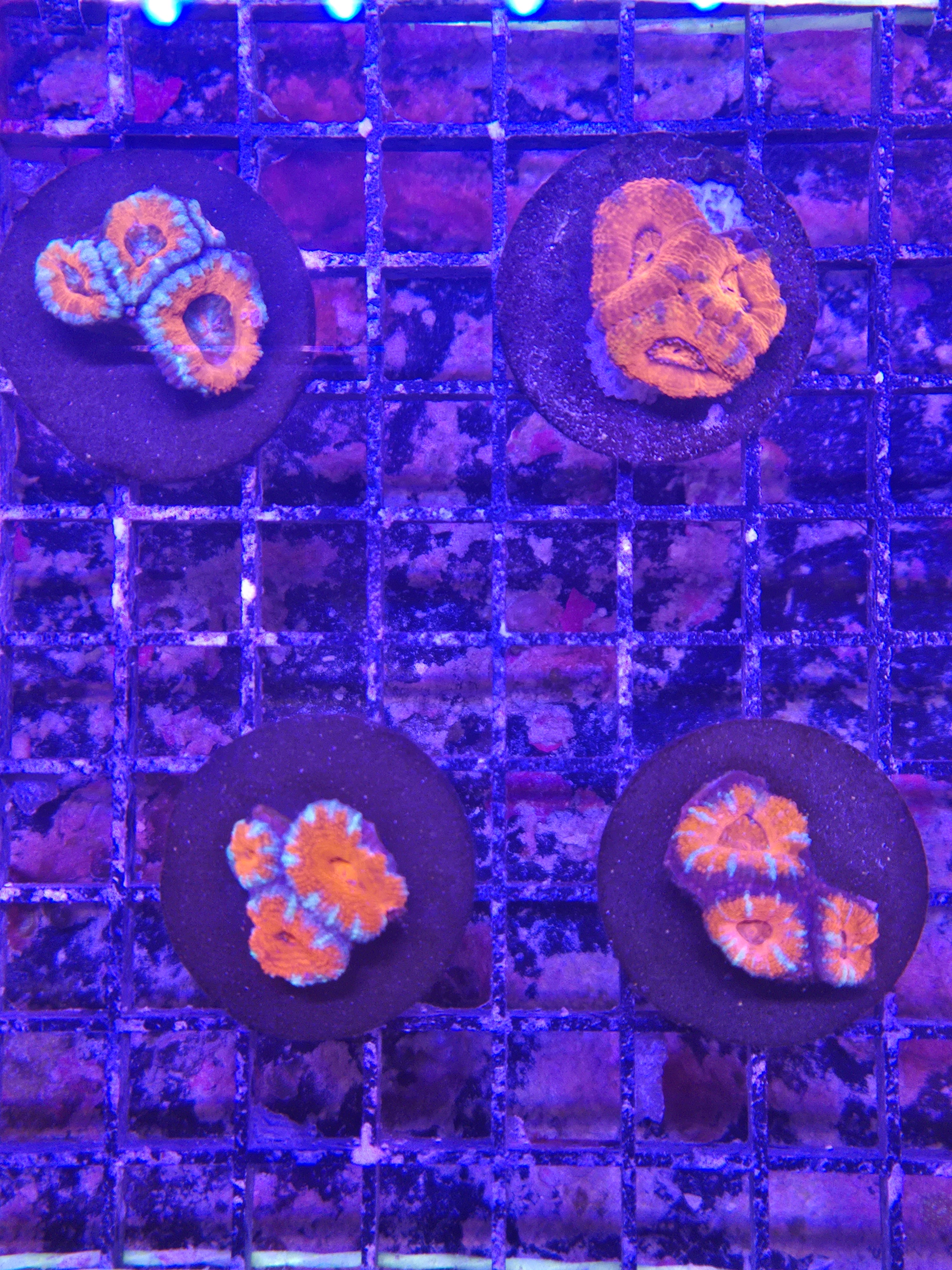 Ultra Grade Acan Lord Frag – Richmond Aquarium