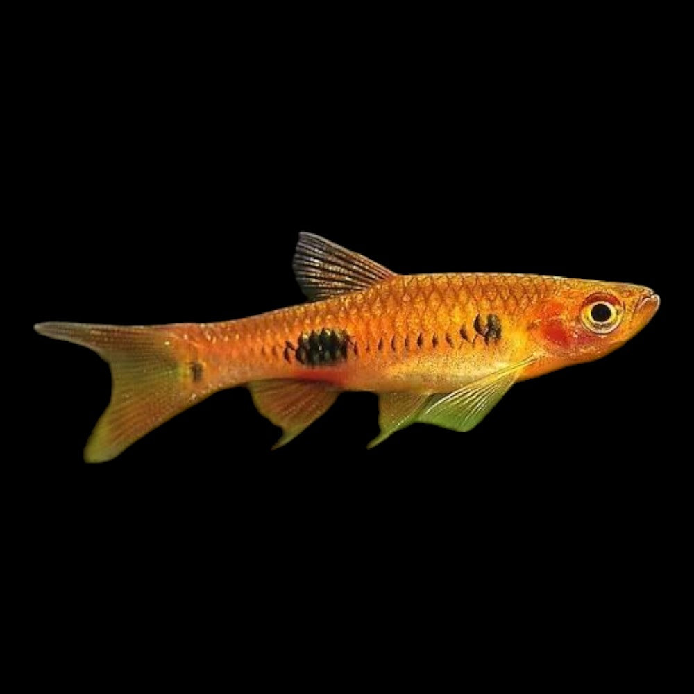 Tetra Clown Rasbora Lg – Richmond Aquarium