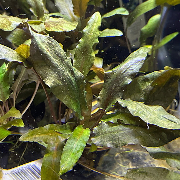 Plant Crypt Wendtii Bronze Md – Richmond Aquarium