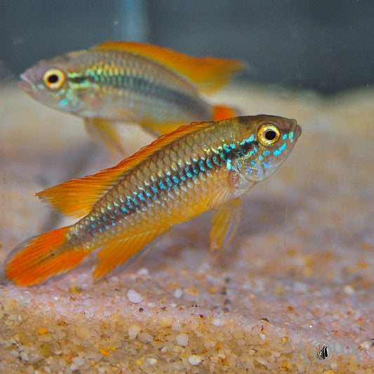 ALL FRESHWATER FISH – Richmond Aquarium