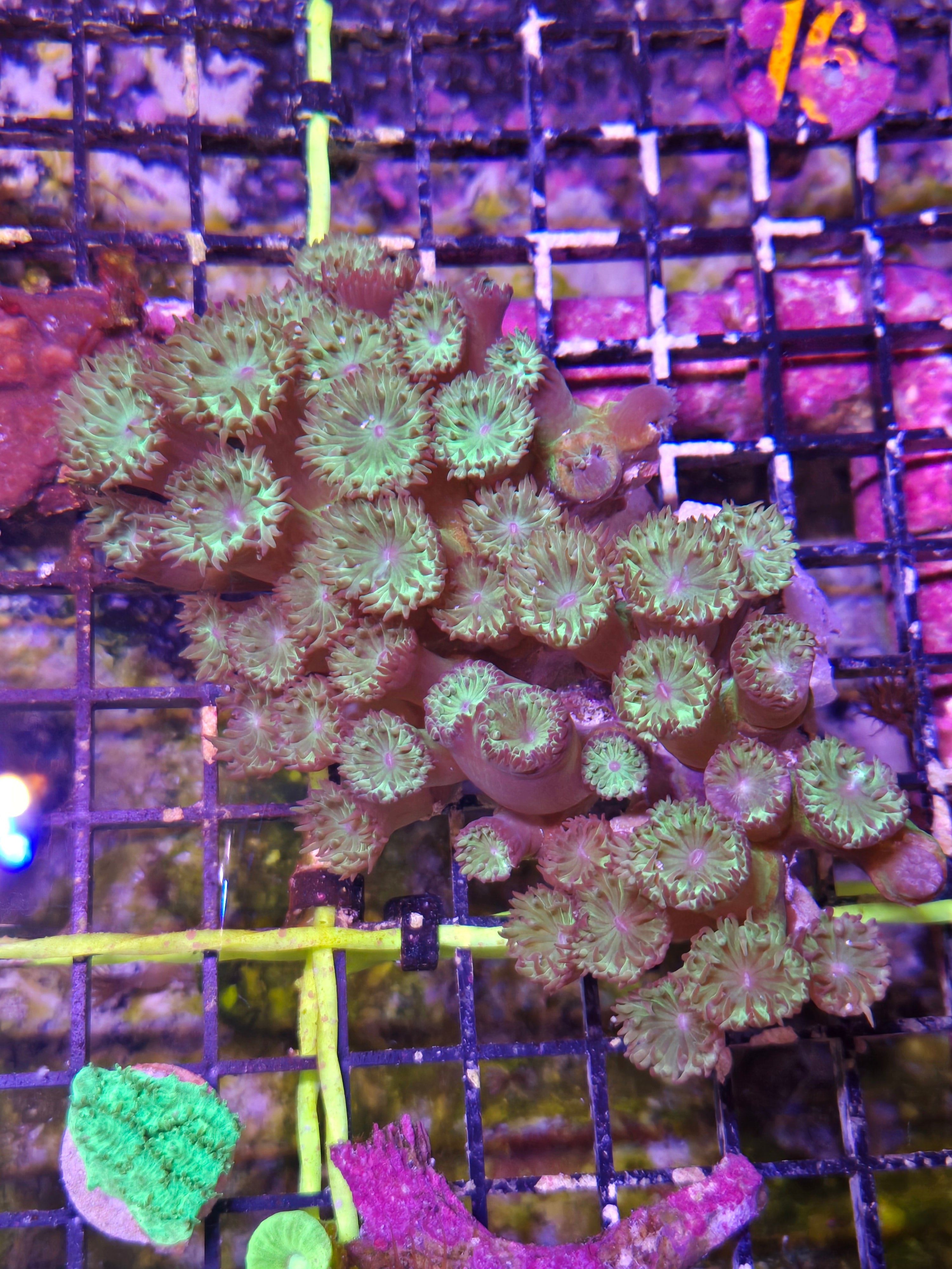 Duncan Coral – Richmond Aquarium