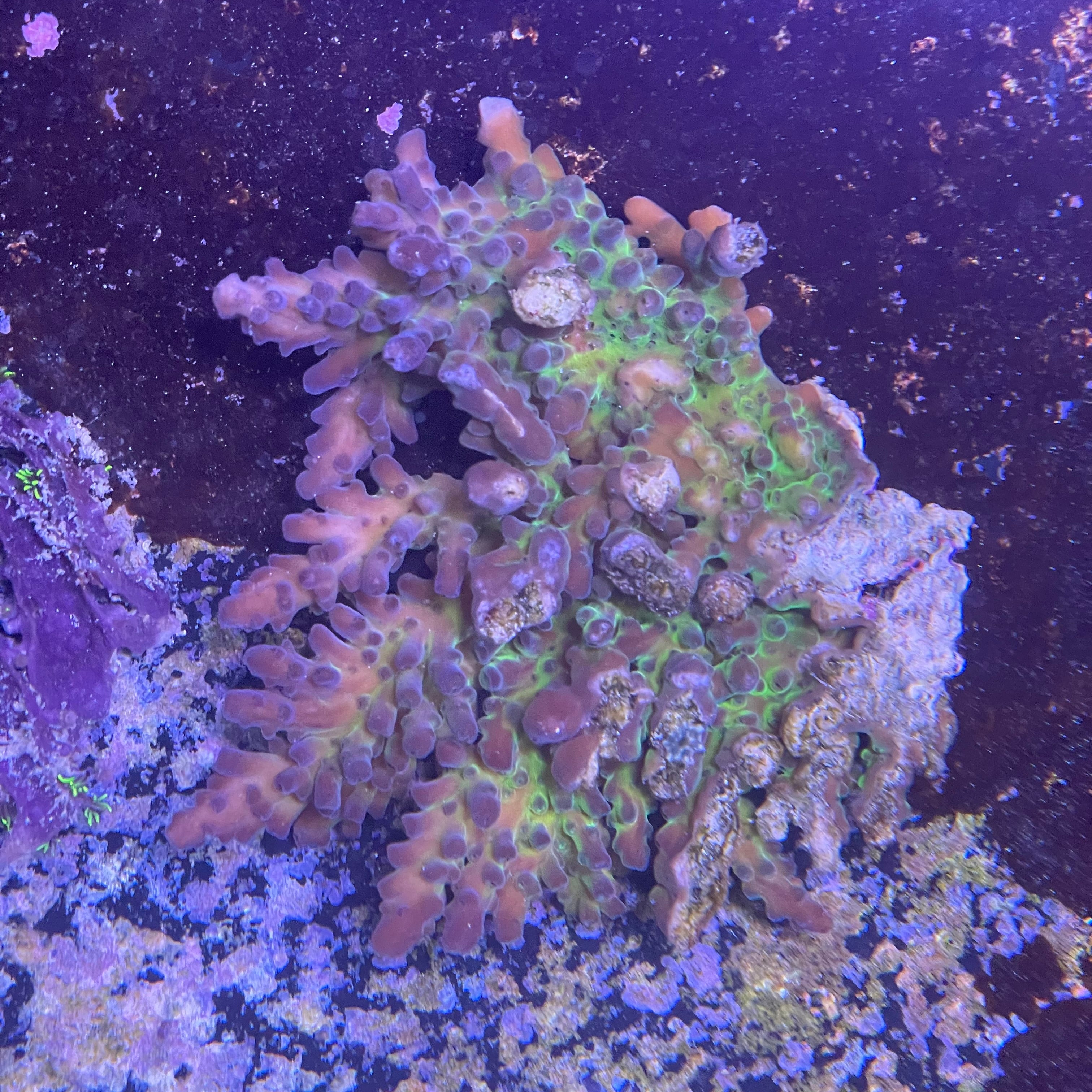 Table Acro – Richmond Aquarium