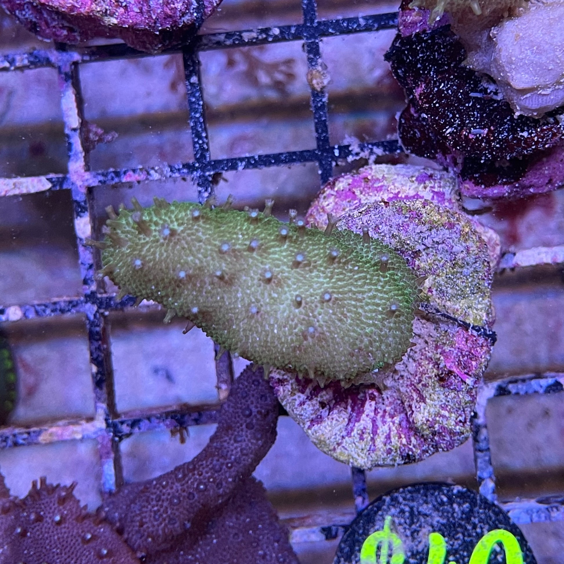 Toadstool Leather Ultra Green – Richmond Aquarium