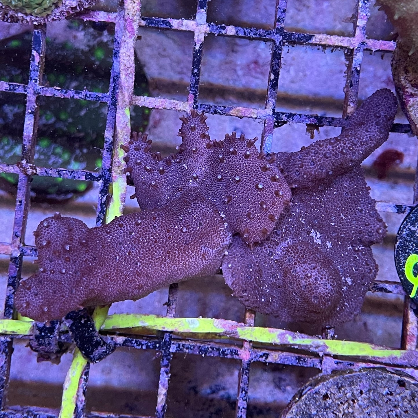 Toadstool Leather Ultra Green – Richmond Aquarium