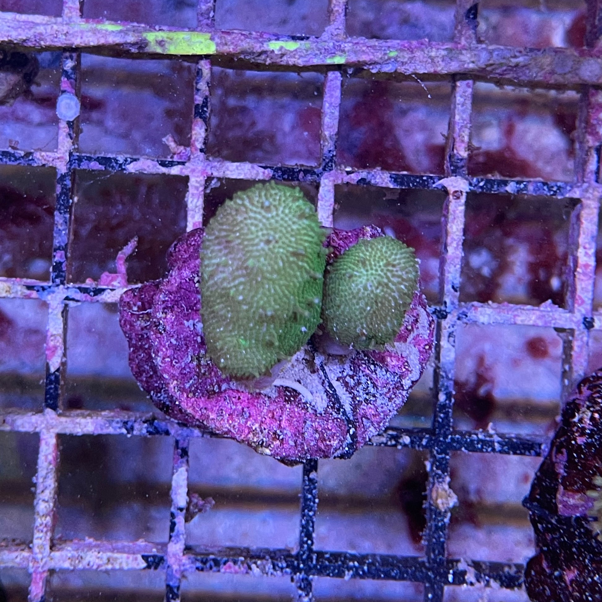 Toadstool Leather Ultra Green – Richmond Aquarium