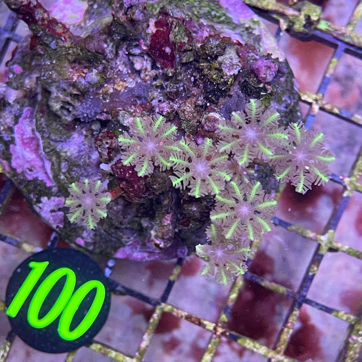 Lemon Clove Polyp Colony – Richmond Aquarium