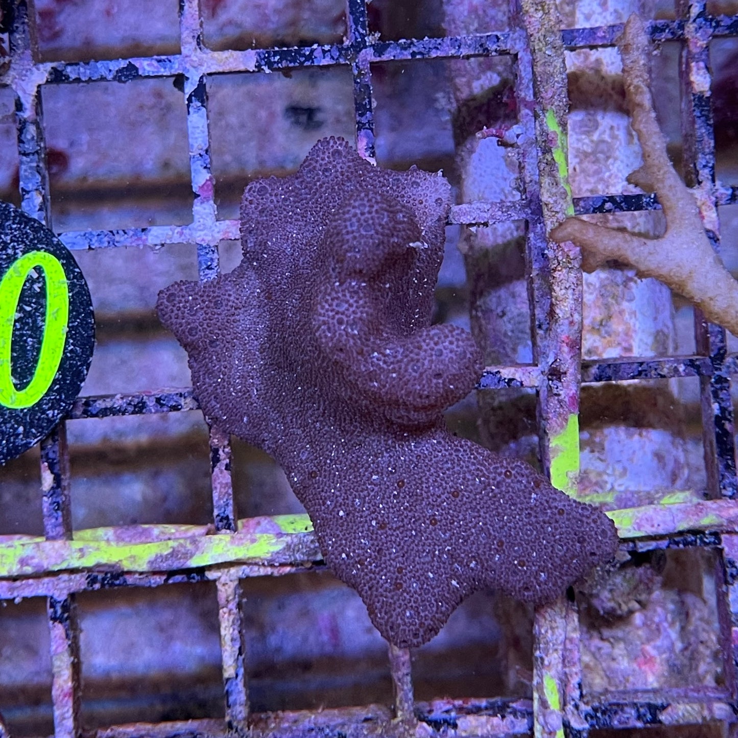 Toadstool Leather Ultra Green – Richmond Aquarium