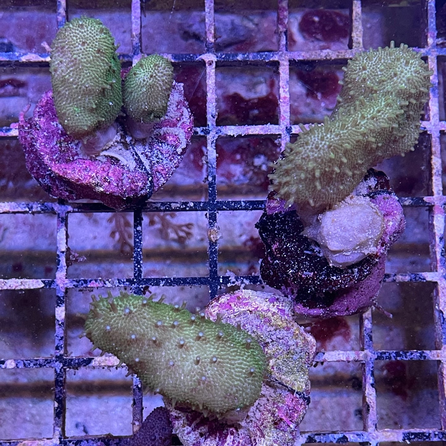 Toadstool Leather Ultra Green – Richmond Aquarium