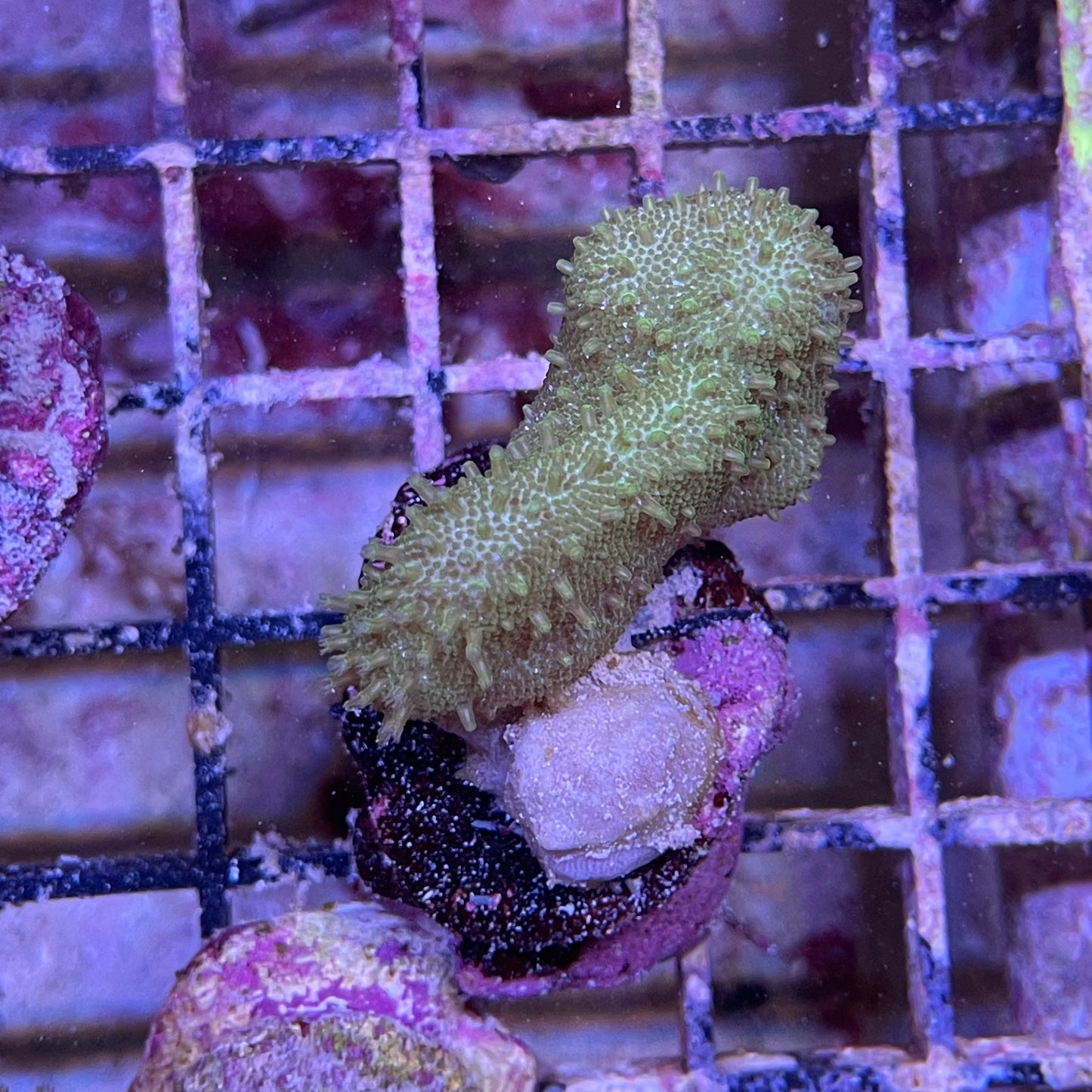 Toadstool Leather Ultra Green – Richmond Aquarium