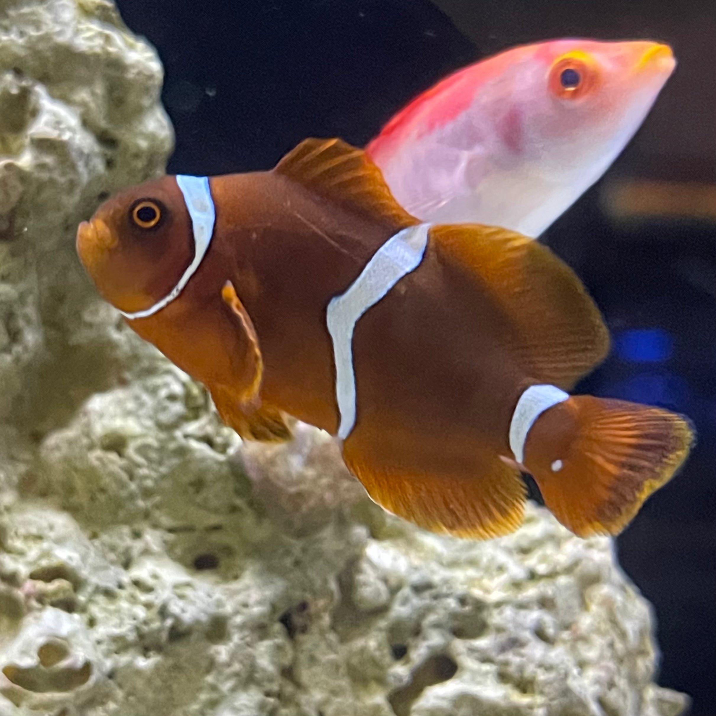 Aqua Cultured Maroon Clown Med – Richmond Aquarium