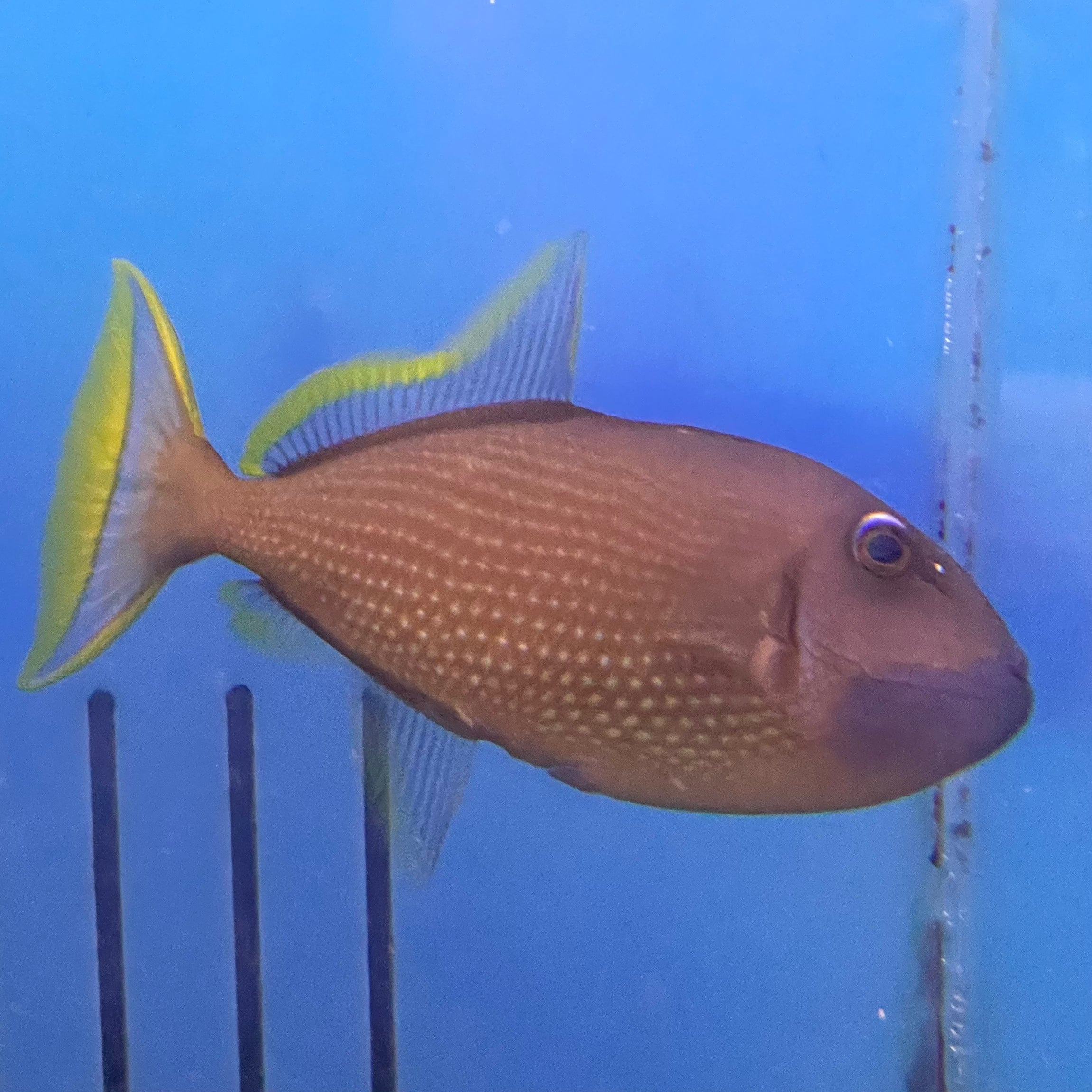 Blue Jaw Trigger Male Med – Richmond Aquarium
