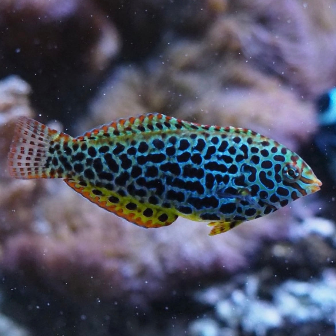 Leopard Wrasse – Richmond Aquarium