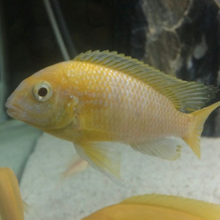 Albino Red Mac Tropheops – Richmond Aquarium