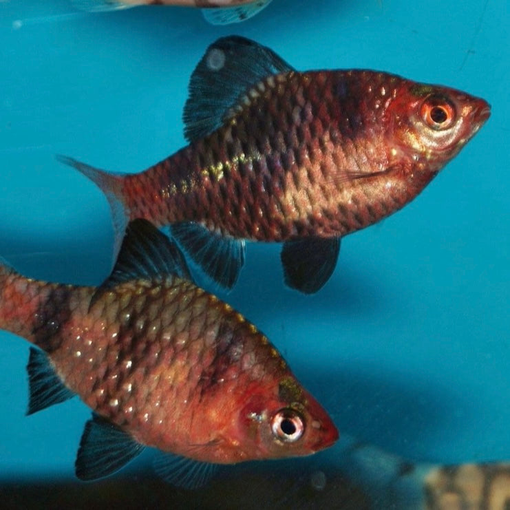 Barb Black Ruby Reg. – Richmond Aquarium