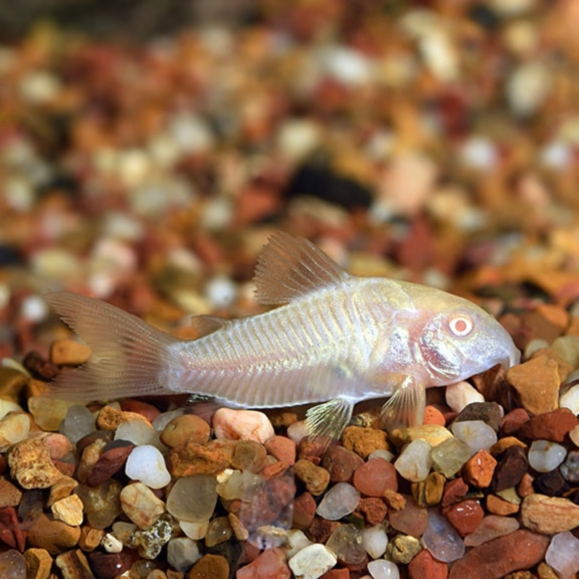 Catfish – Richmond Aquarium