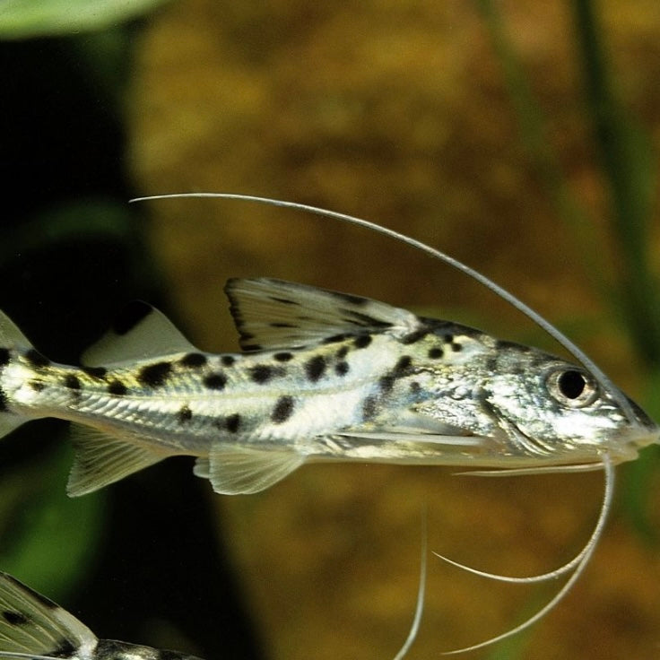 Catfish Pictus Polkadot Reg. – Richmond Aquarium