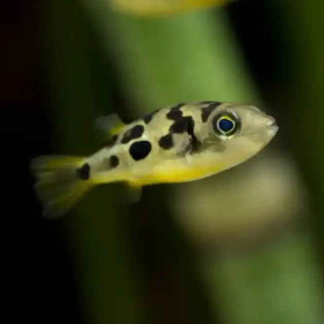 Dwarf Freshwater BB Puffer Reg – Richmond Aquarium