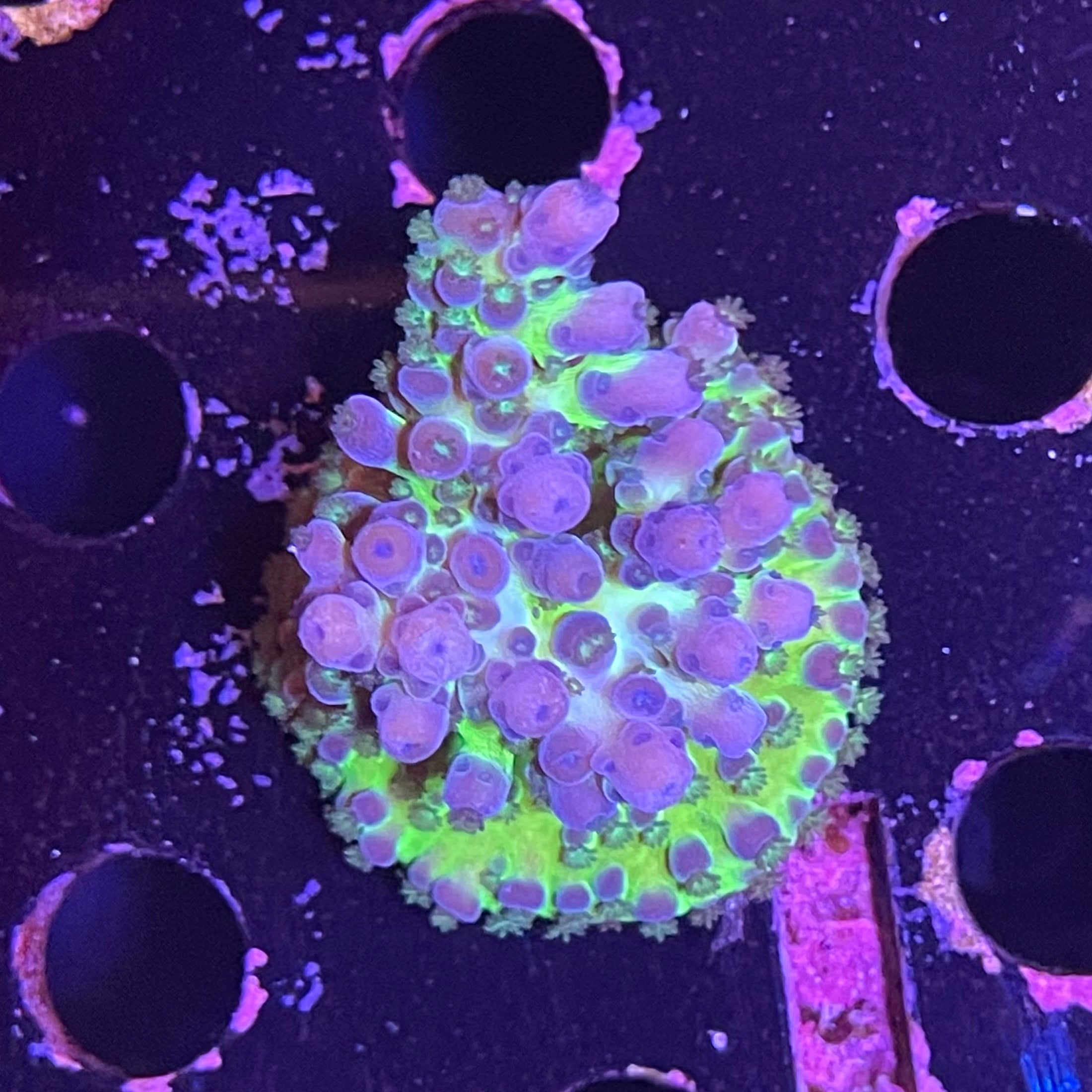 Cali Tort Acro – Richmond Aquarium