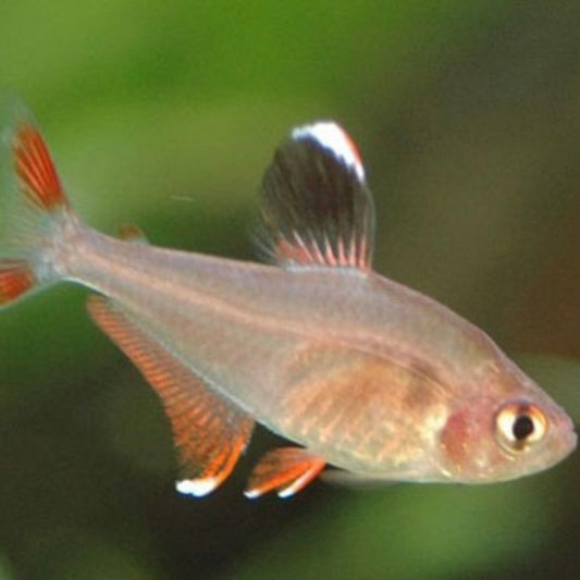 Tetra – Richmond Aquarium