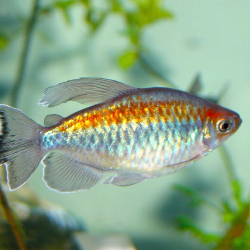 Tetra – Richmond Aquarium