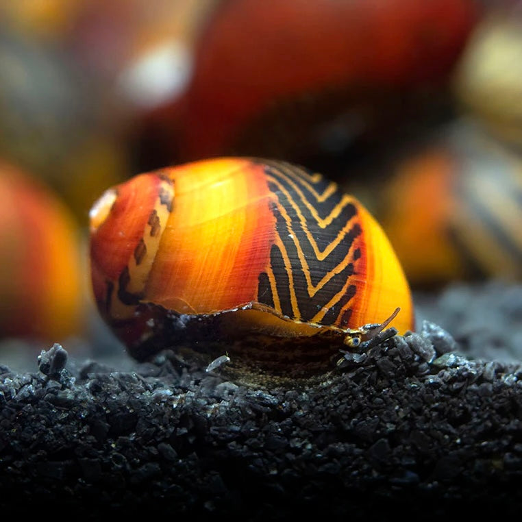 FW Red Racer Nerite Snail Reg – Richmond Aquarium