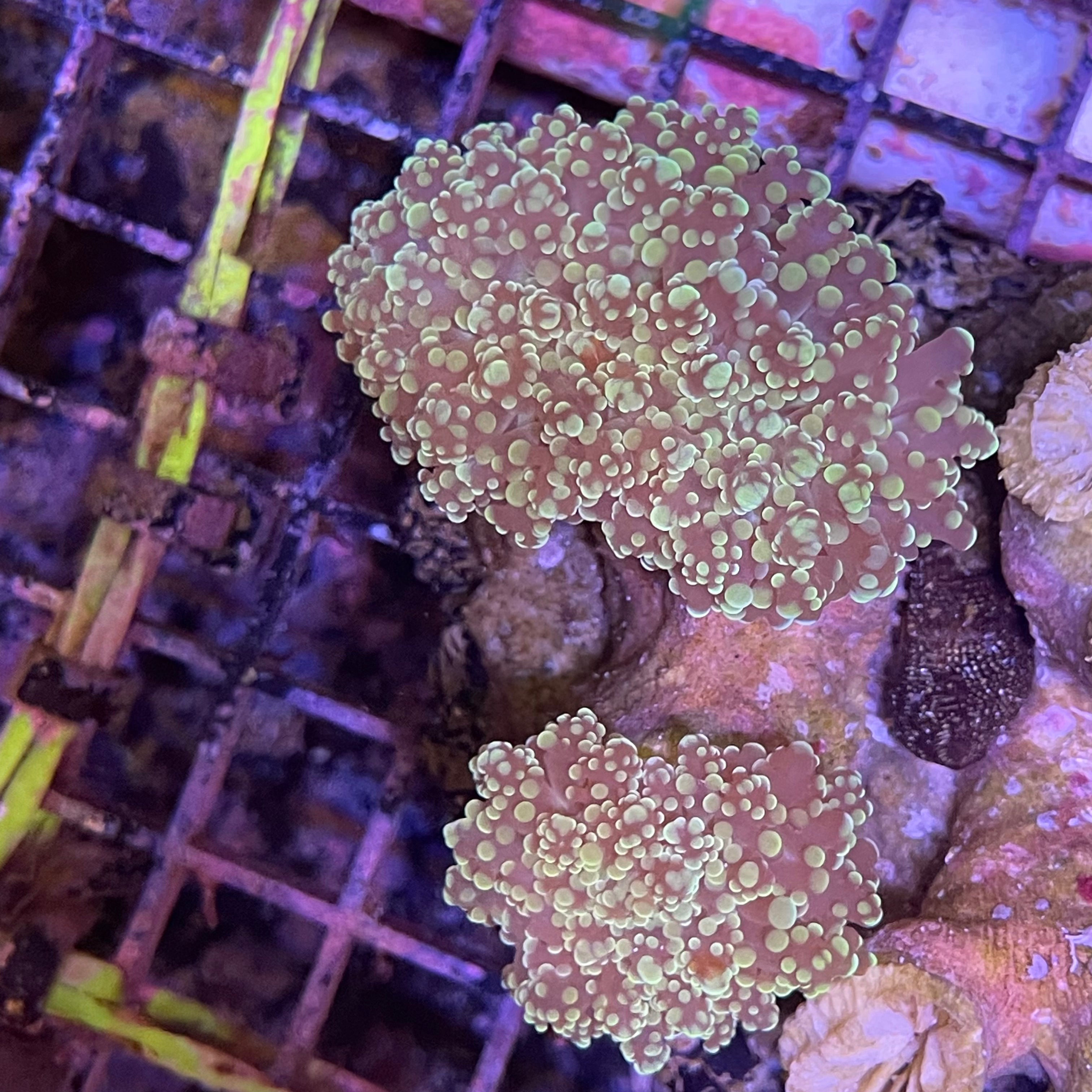 Green Frogspawn Med – Richmond Aquarium