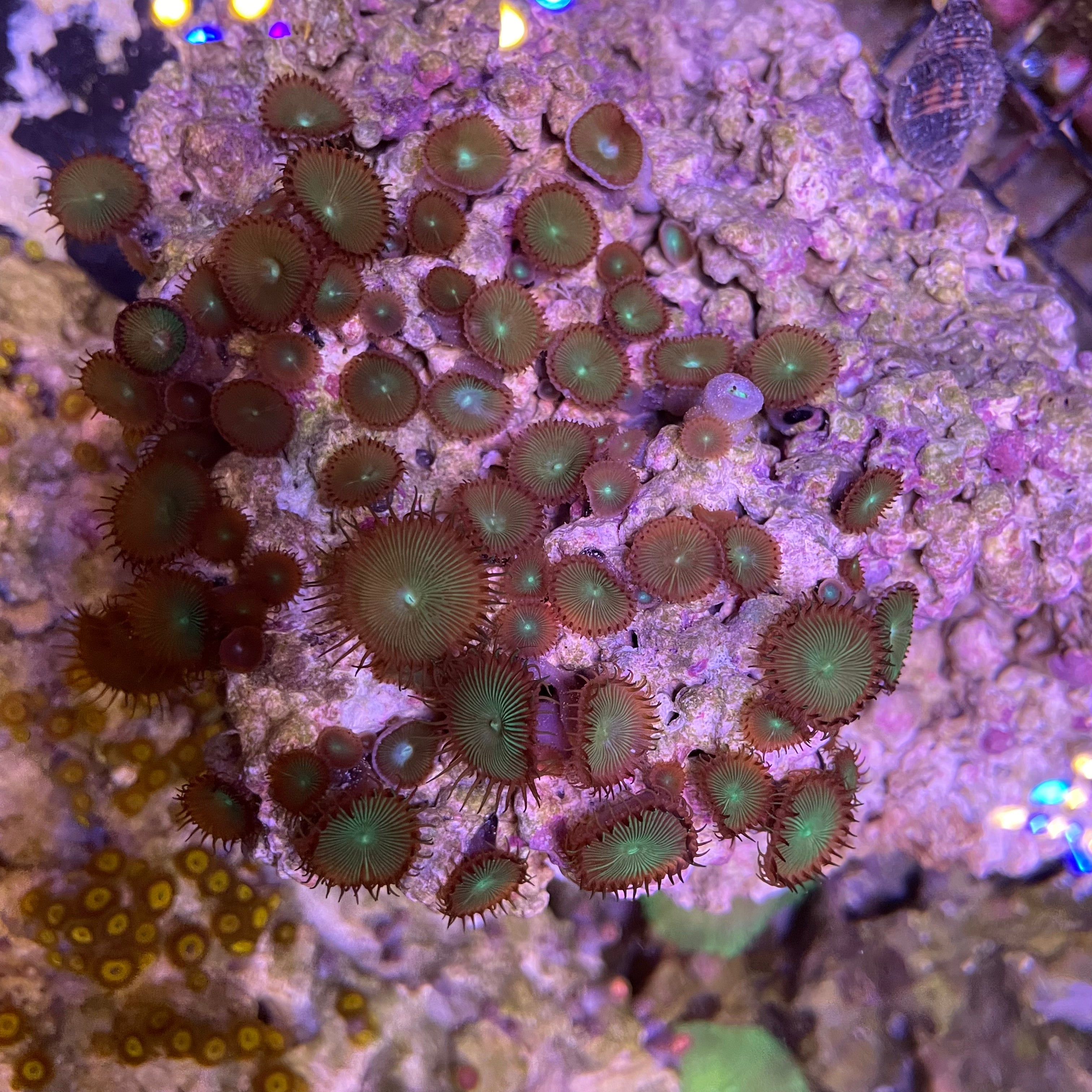 Med Zoa Rock – Richmond Aquarium