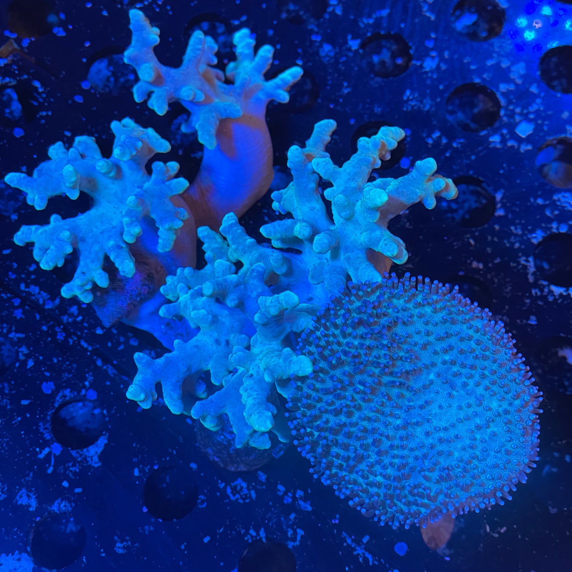 Large Leather Frag – Richmond Aquarium