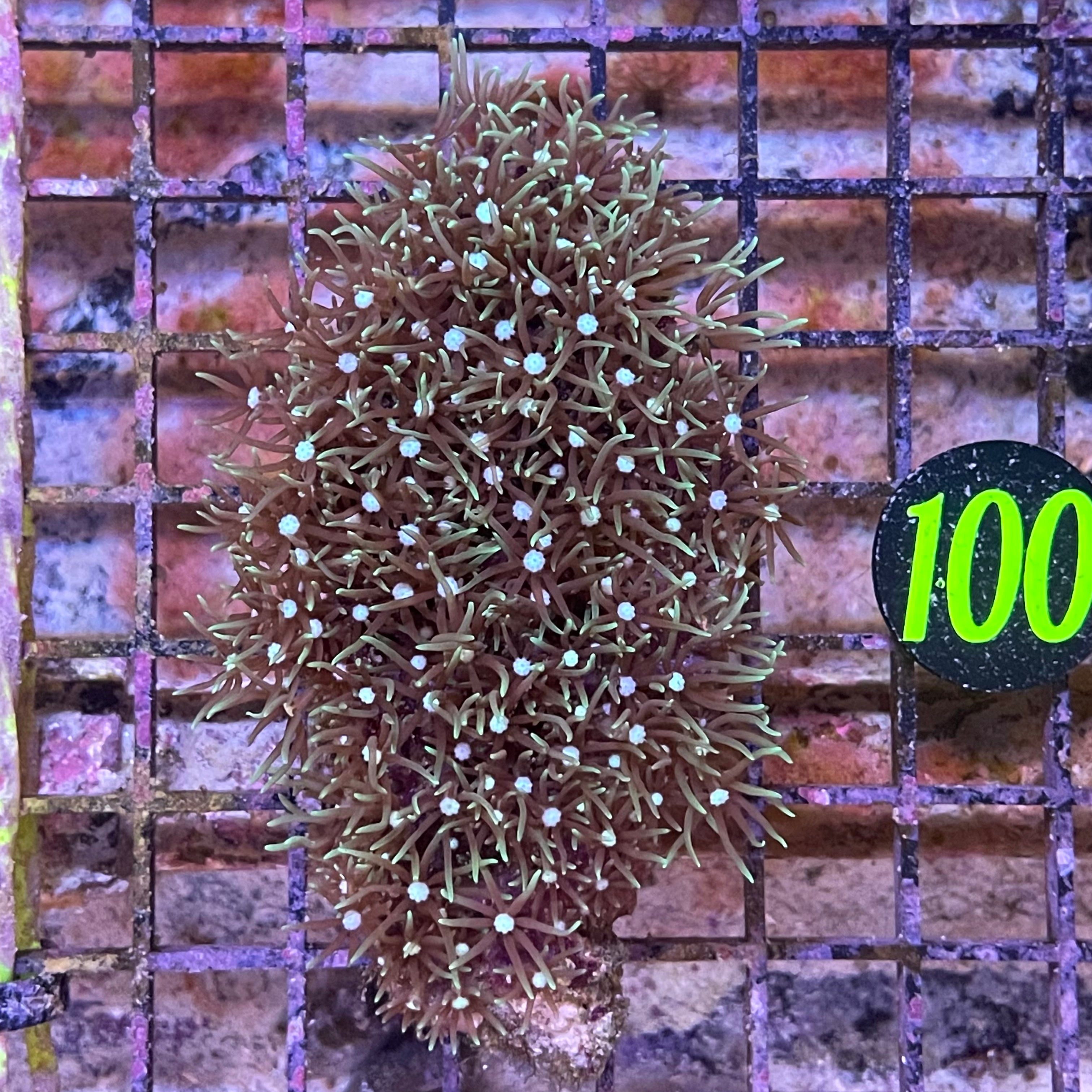 Green Star Polyp – Richmond Aquarium