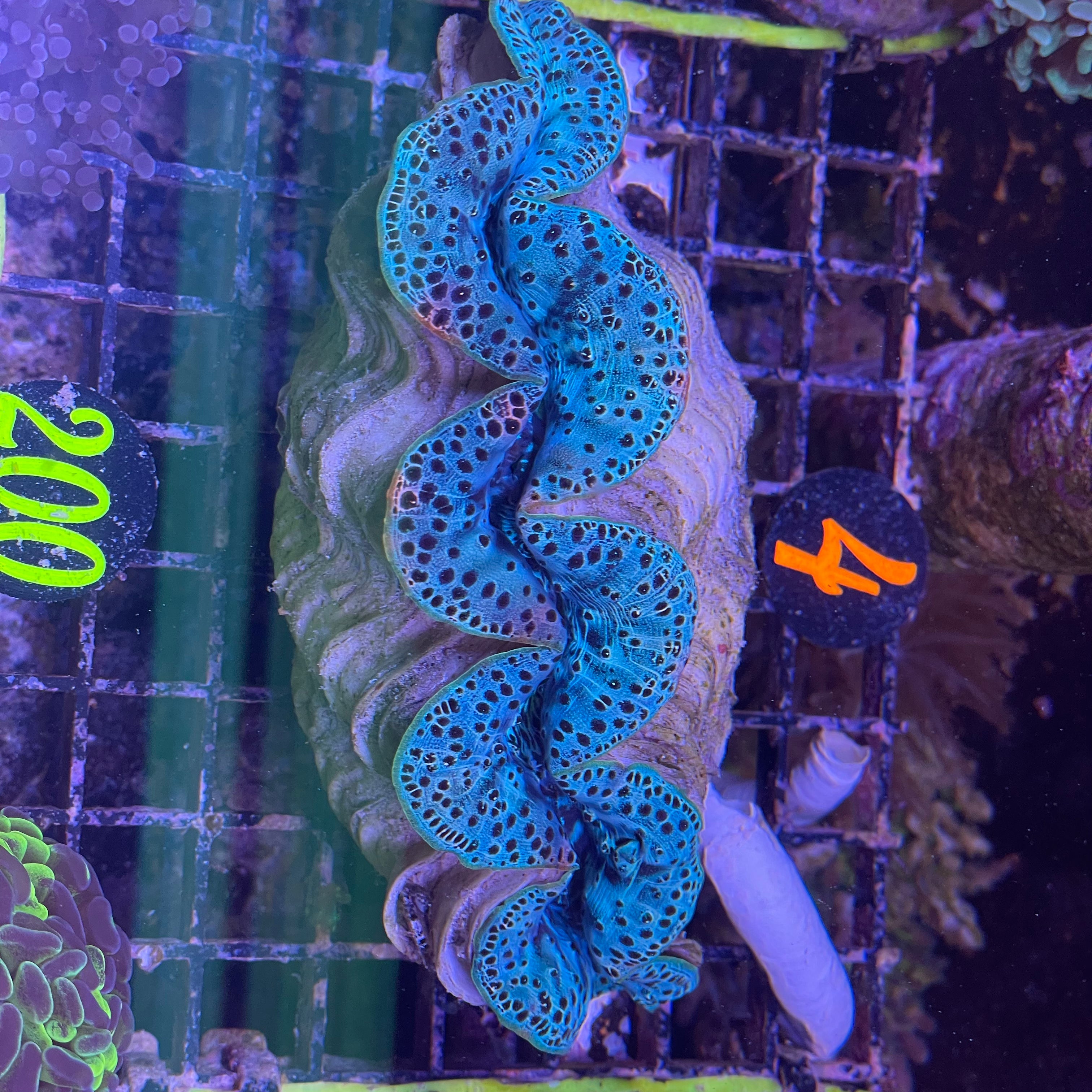 Maxima Clam Super Blue 5" – Richmond Aquarium