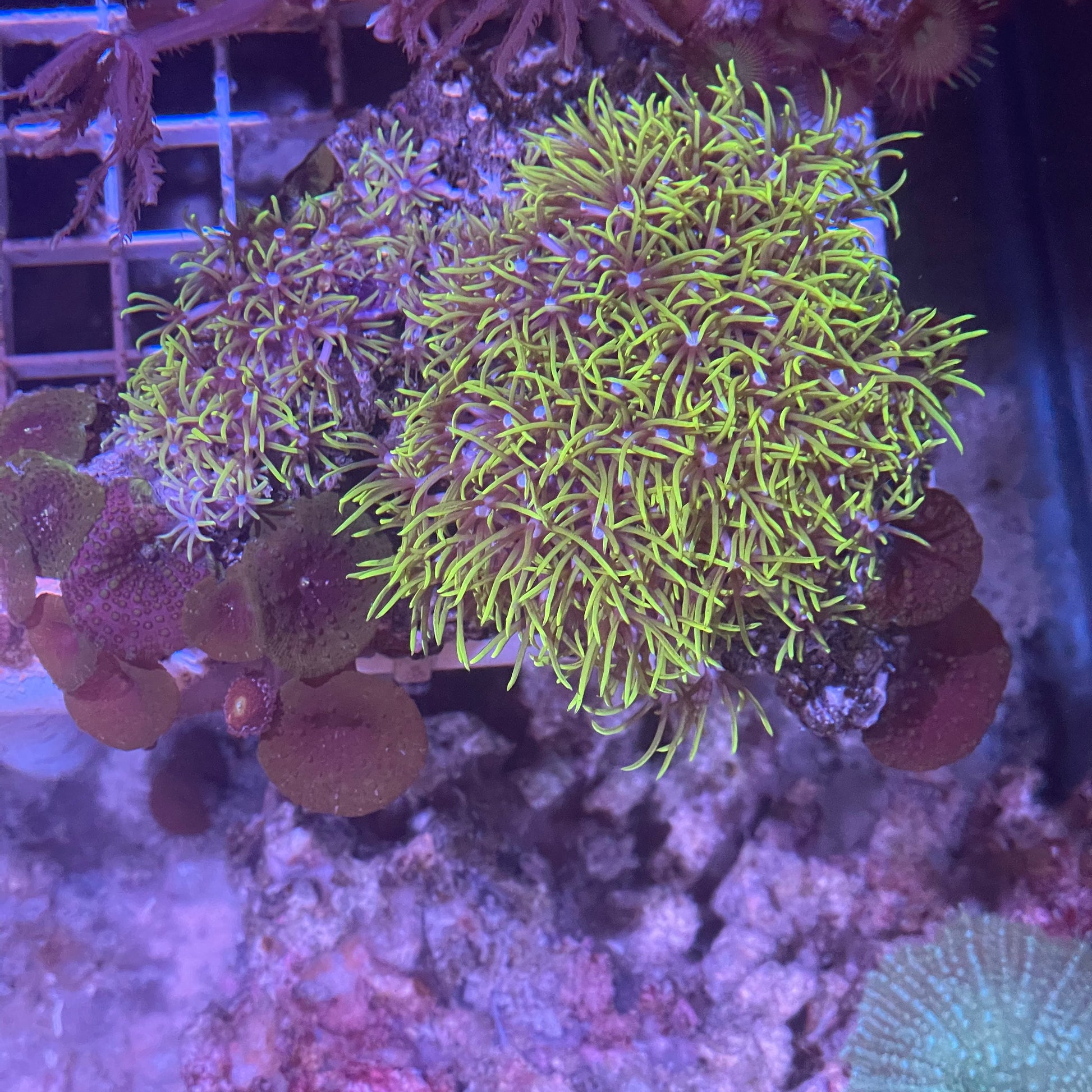 Green Star Polyp and Mushroom Combination Rock – Richmond Aquarium