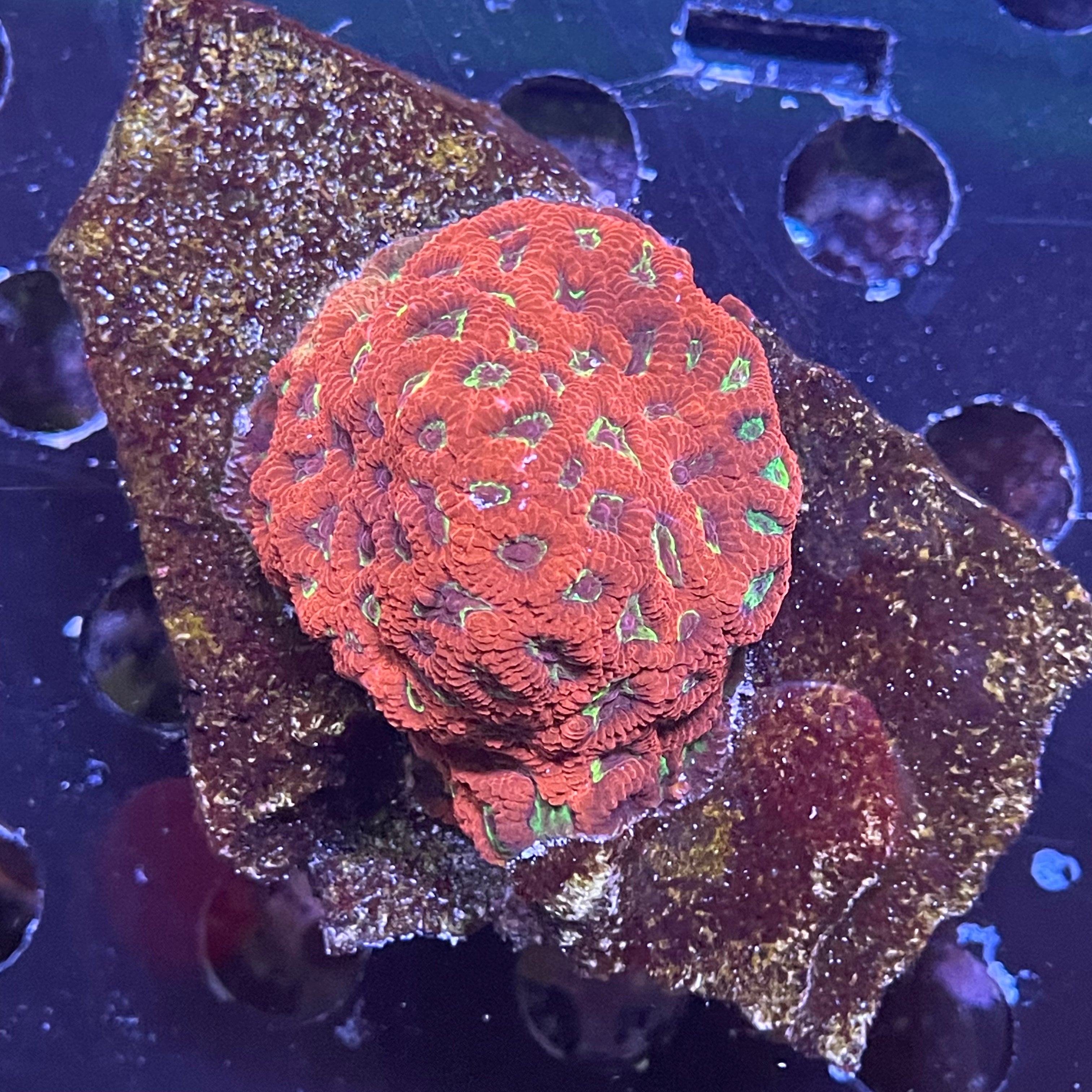 Red Favia Colony - Large – Richmond Aquarium